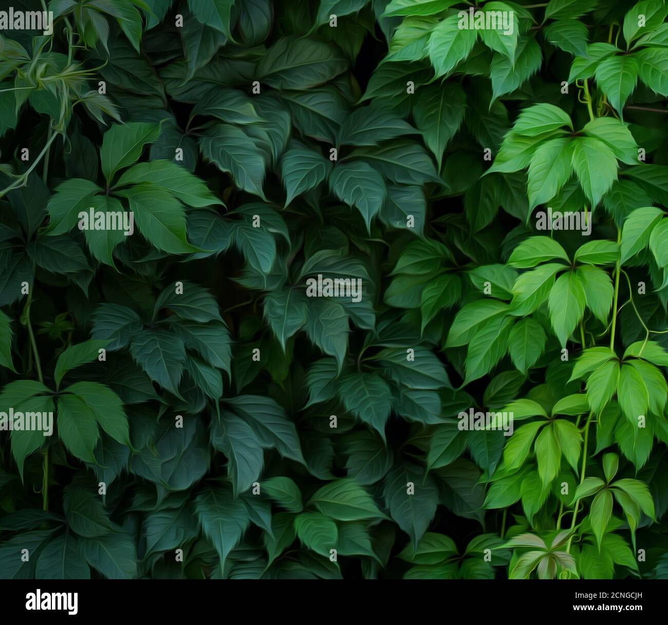 green climbing plant Stock Photo - Alamy
