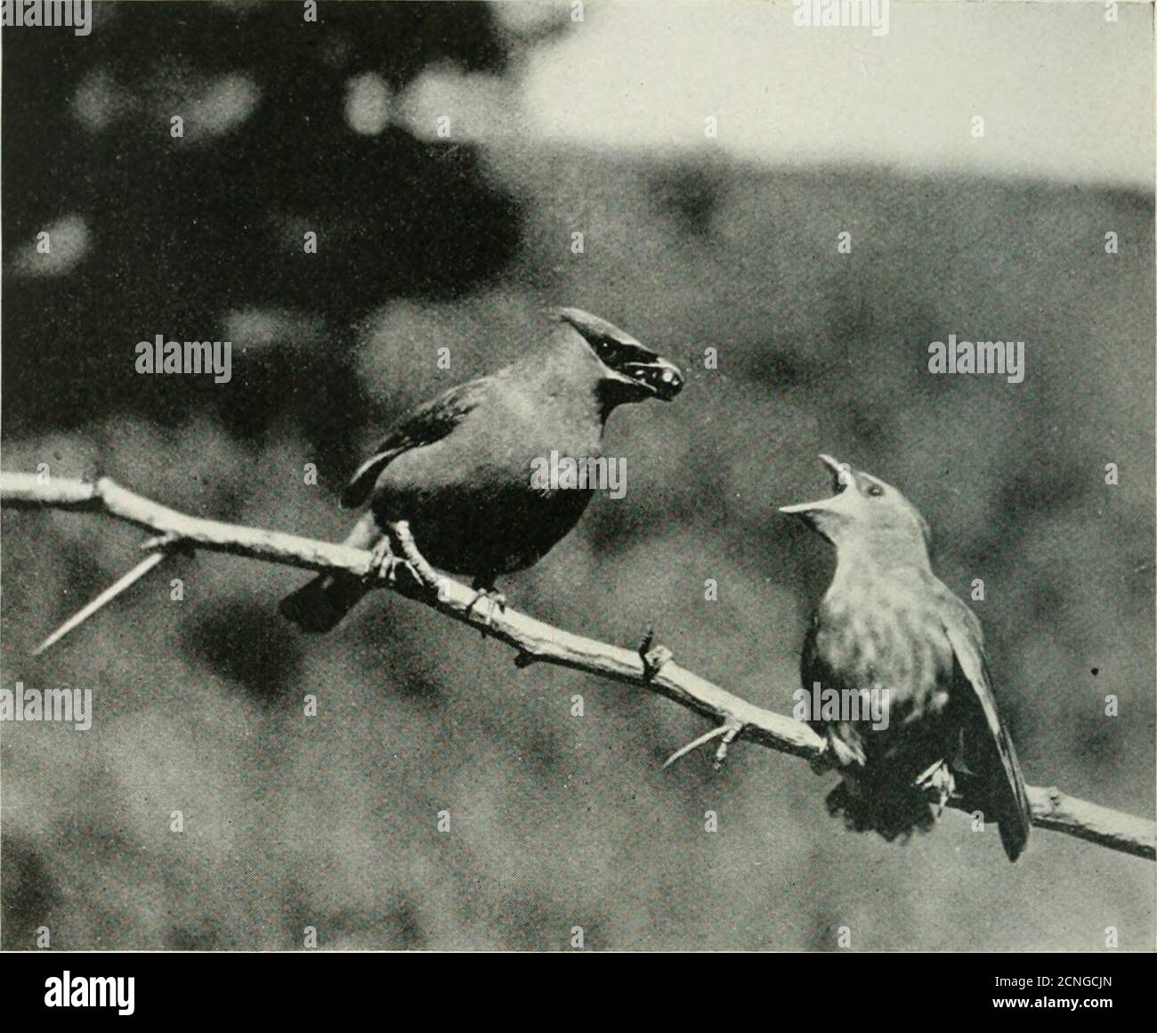 . Bird-lore . hed close enough to distinguish with the nakedeye the ...