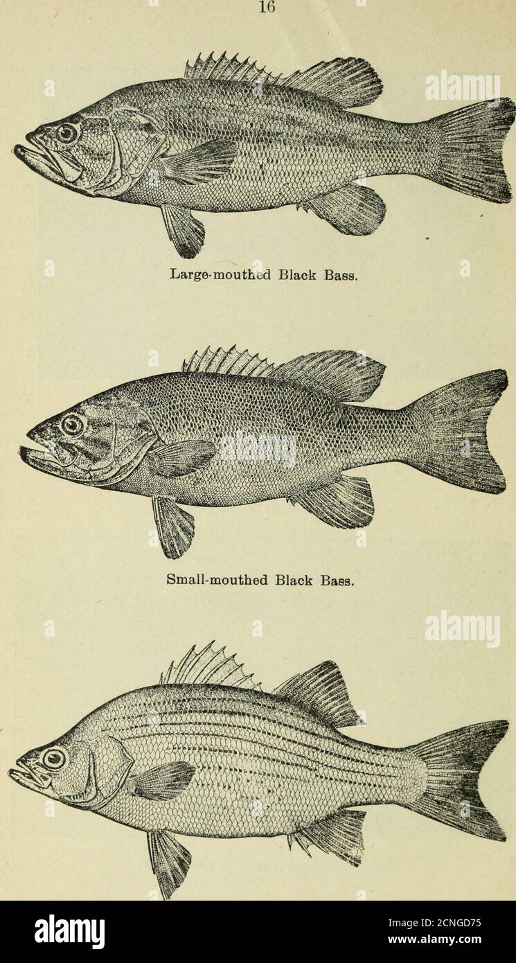 . Biennial report . Baes and Trout Ponds at Neosho, Mo.. White Bass, 17 ...