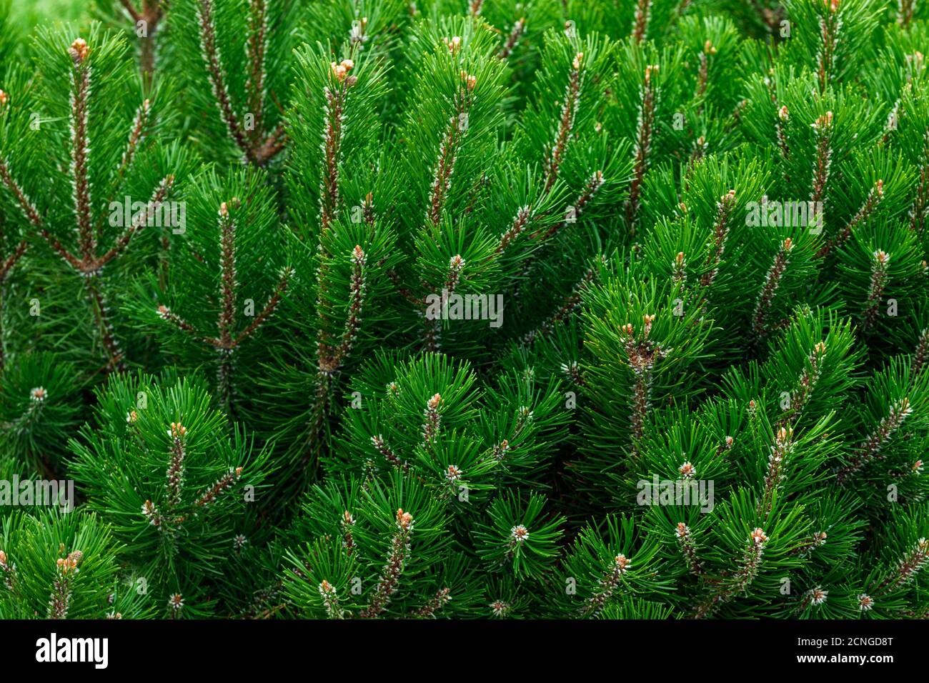 Small conifer tree hi-res stock photography and images - Alamy