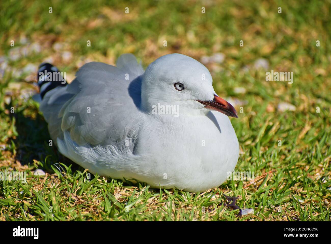 Closeup of a seagull on a grass-covered ground during daylight Stock ...