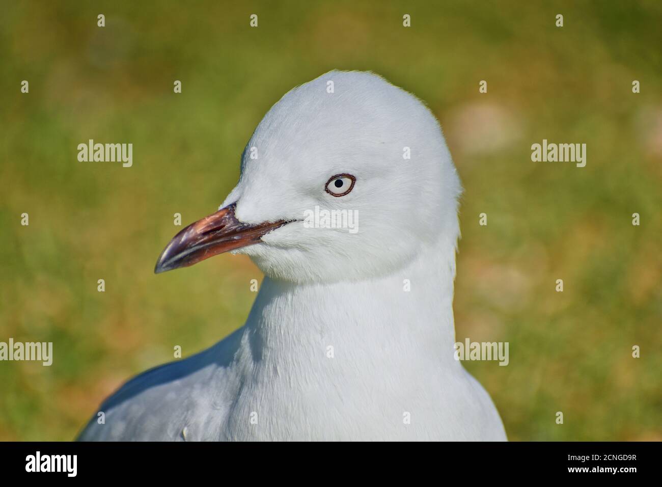 Closeup of a seagull on a grass-covered ground during daylight Stock ...