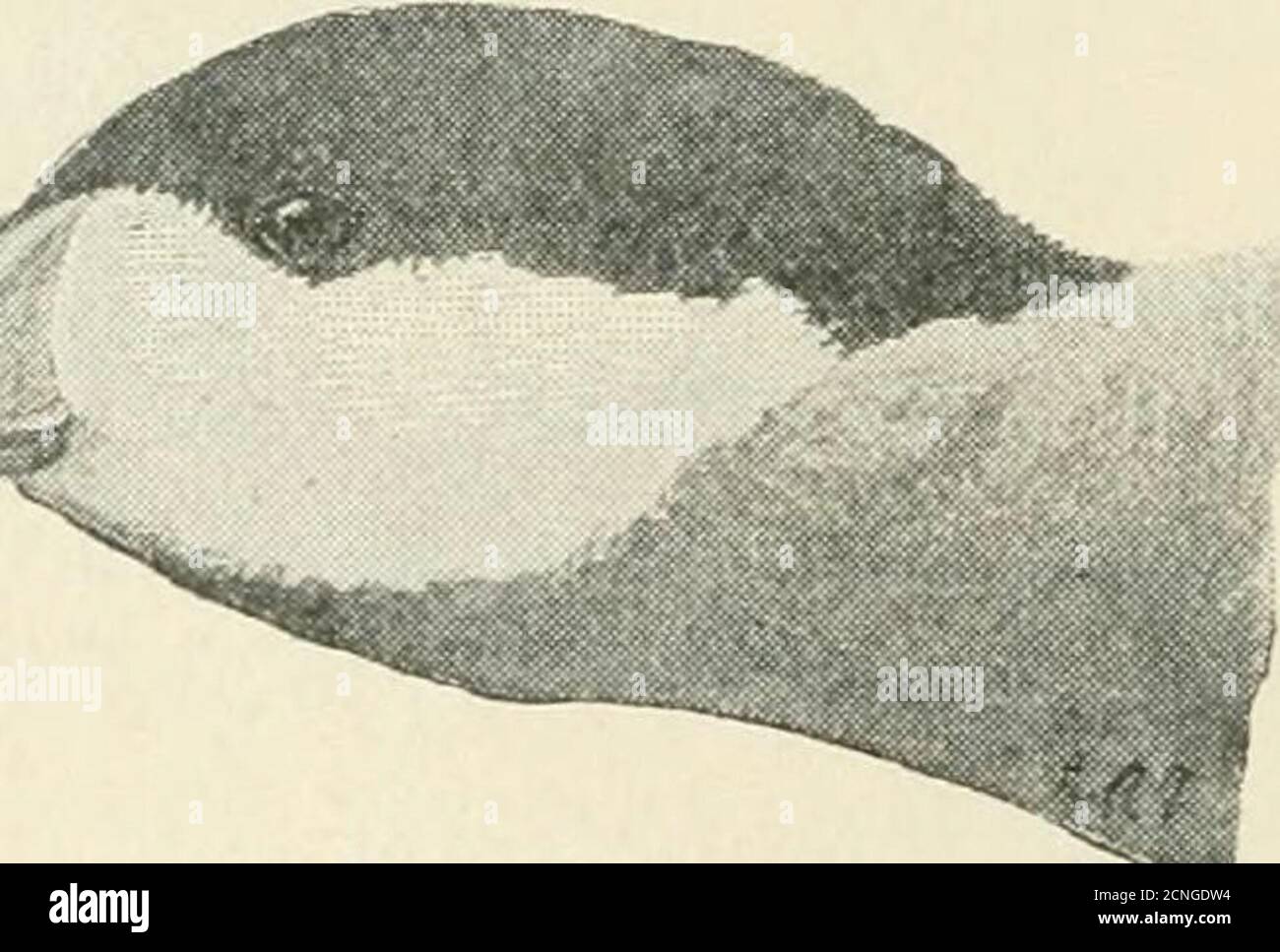 Ruddy duck breed hi-res stock photography and images - Alamy