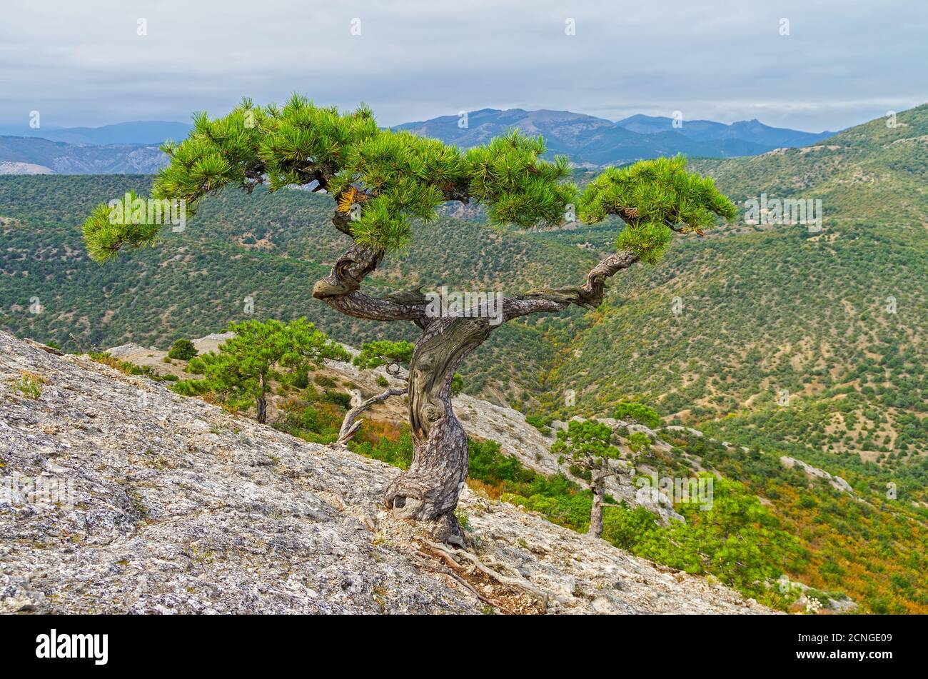 Curved pine tree hi-res stock photography and images - Alamy