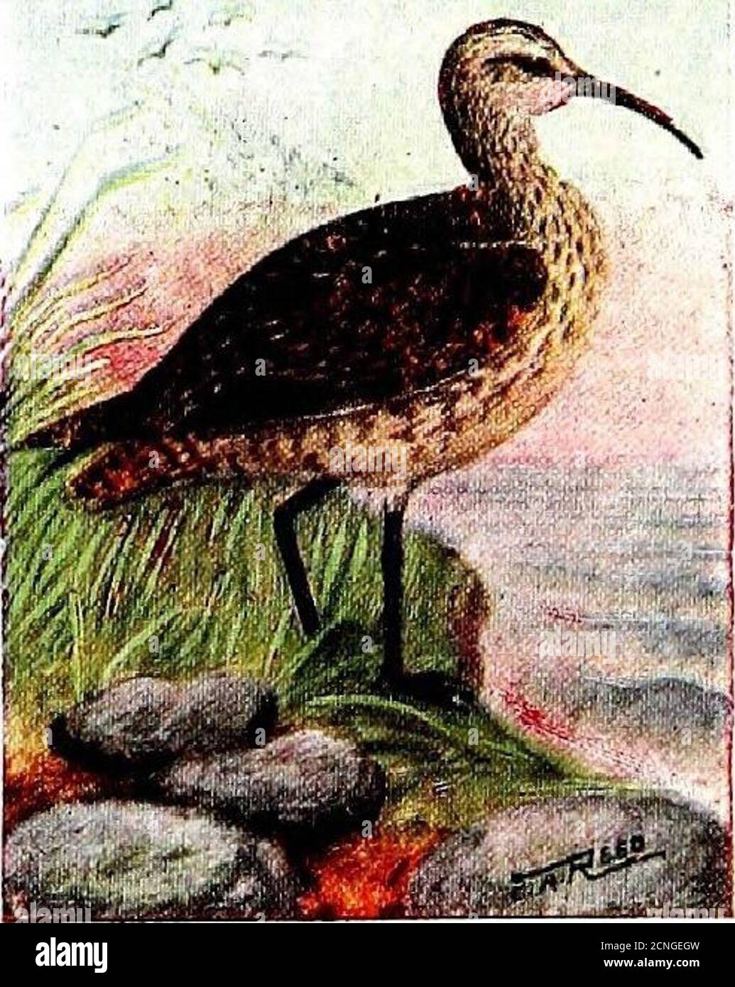 Species eskimo curlew hi-res stock photography and images - Alamy