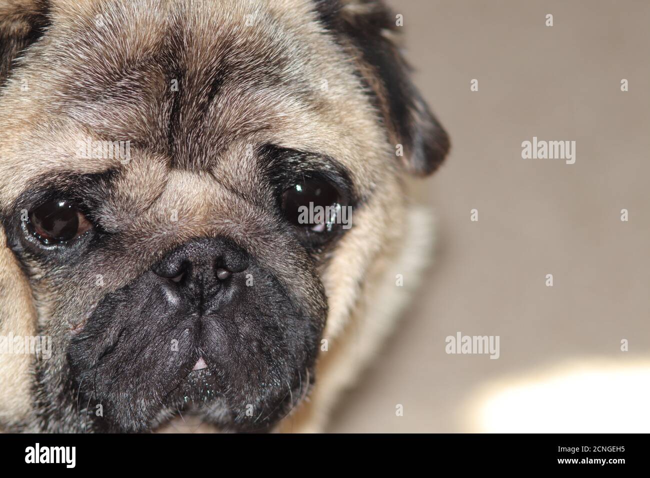Male and female pug hi-res stock photography and images - Alamy