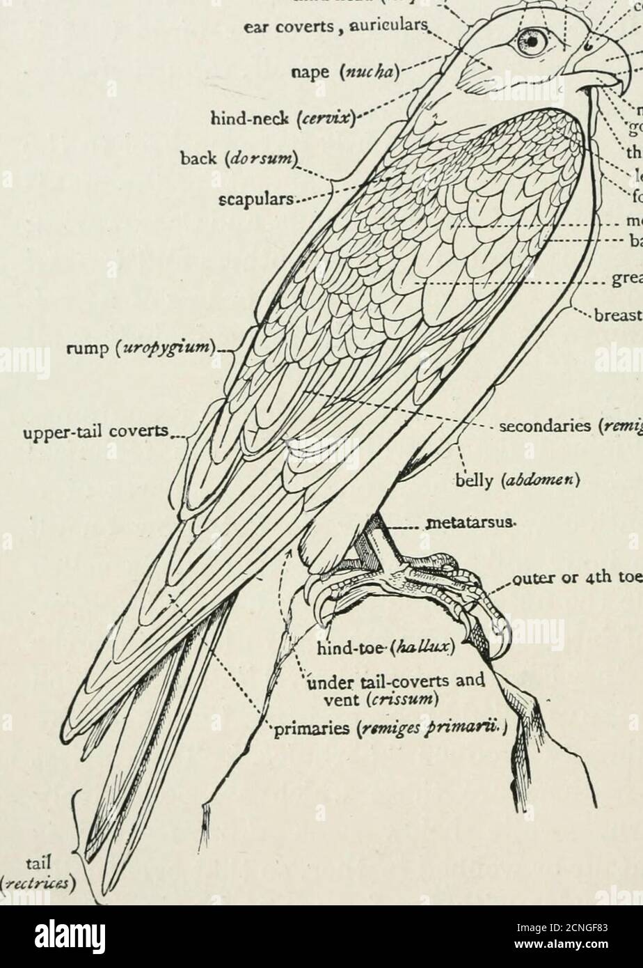 Apteria hi-res stock photography and images - Alamy