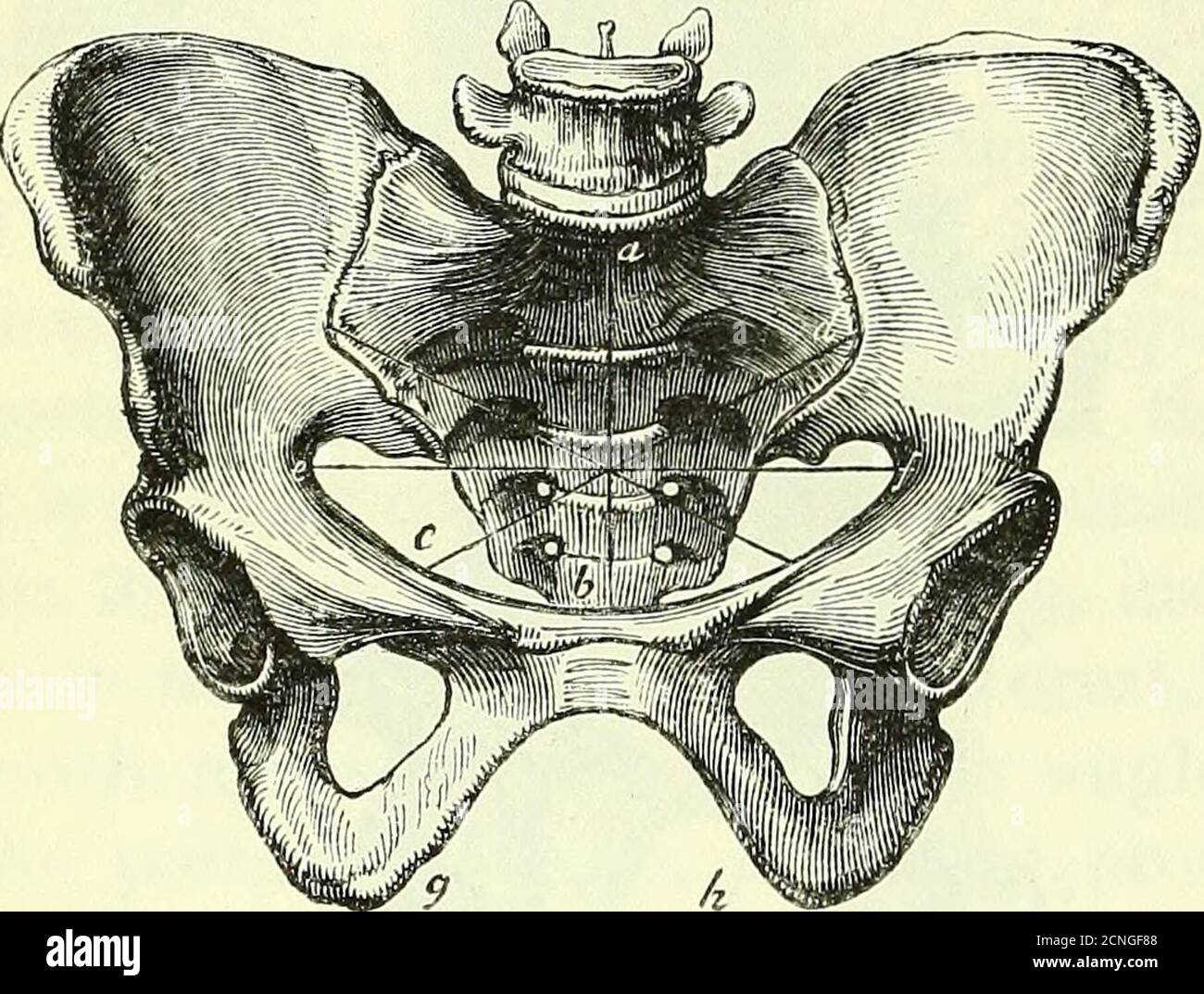 . On the anatomy of vertebrates [electronic resource] . sacrum, a, the4 ...
