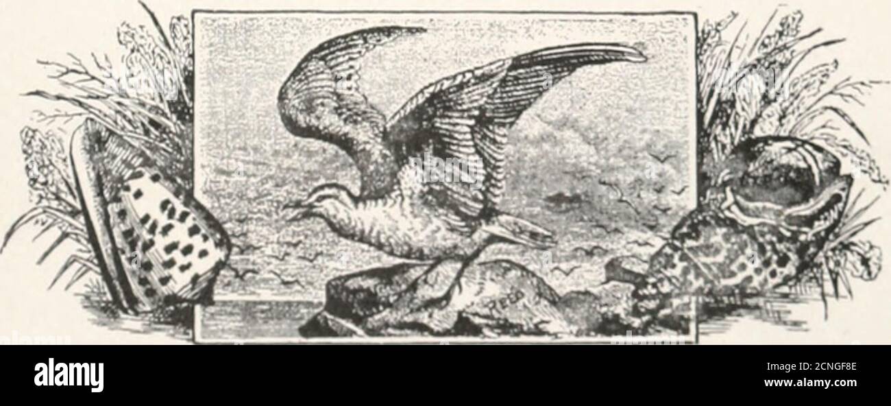 . The bird book : illustrating in natural colors more than seven ...