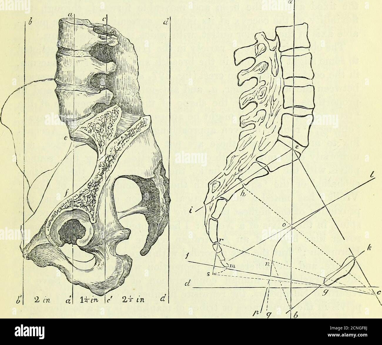 . On the anatomy of vertebrates [electronic resource] . Anterior view ...