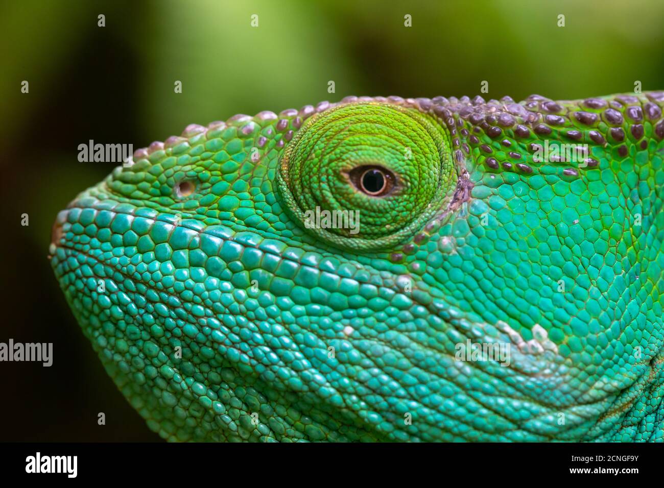 Close-up, macro shot of a green chameleon Stock Photo - Alamy