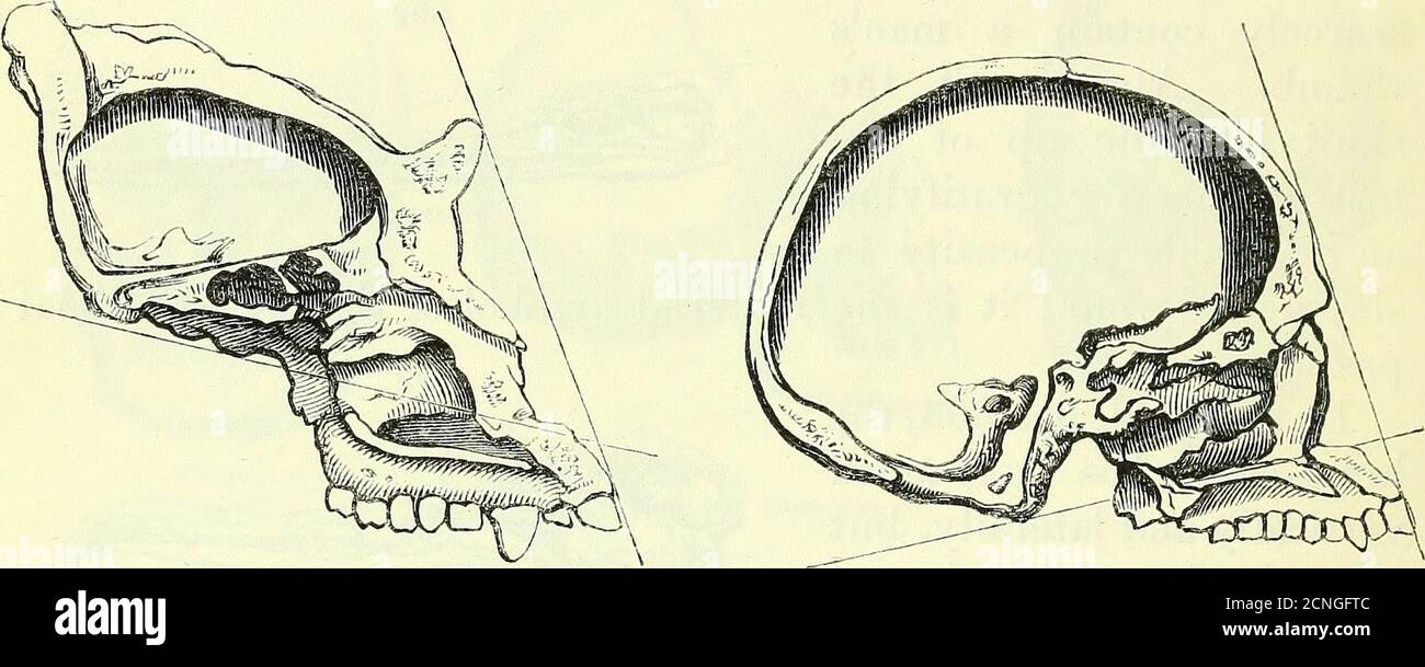 . On the anatomy of vertebrates [electronic resource] . Dog. 572 ...