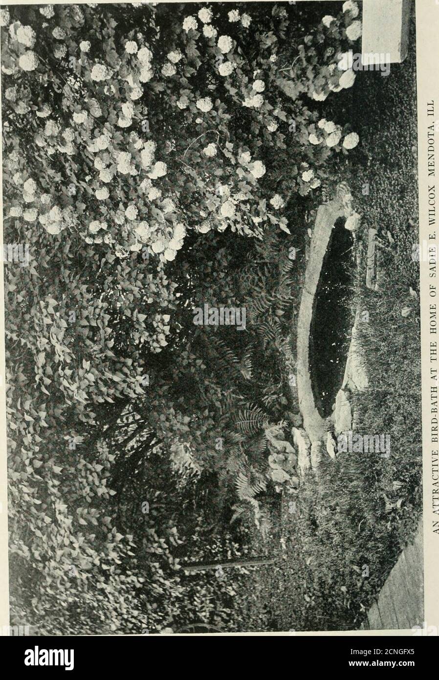 . Bird-lore . A 1 Kll |i|,N Kl Ii- I K In...l..Kra|.lK-.l l,y II. V ...