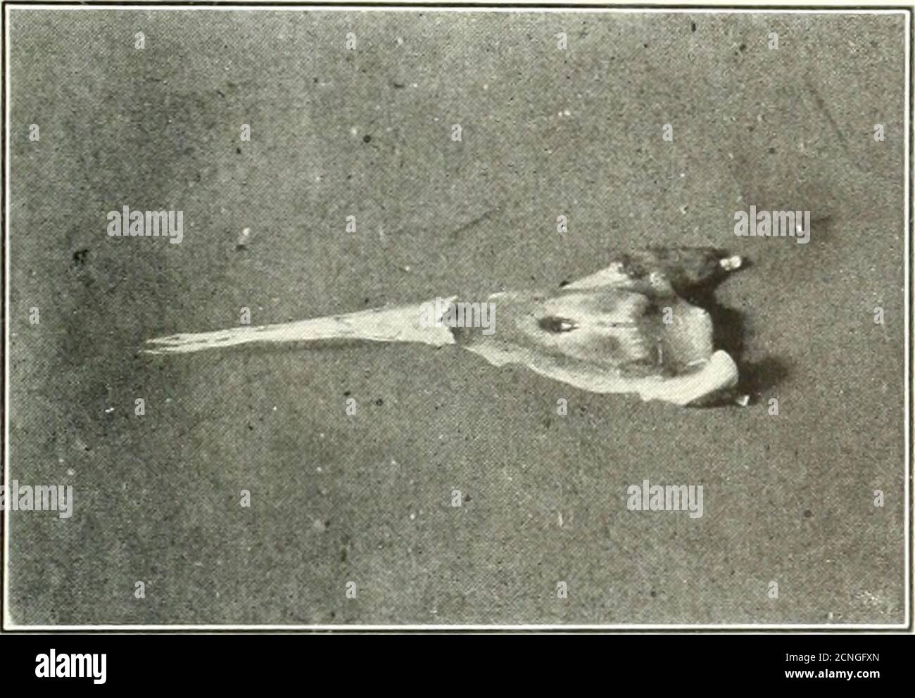 . The bird, its form and function . Organs of Nutrition 129 descends ...