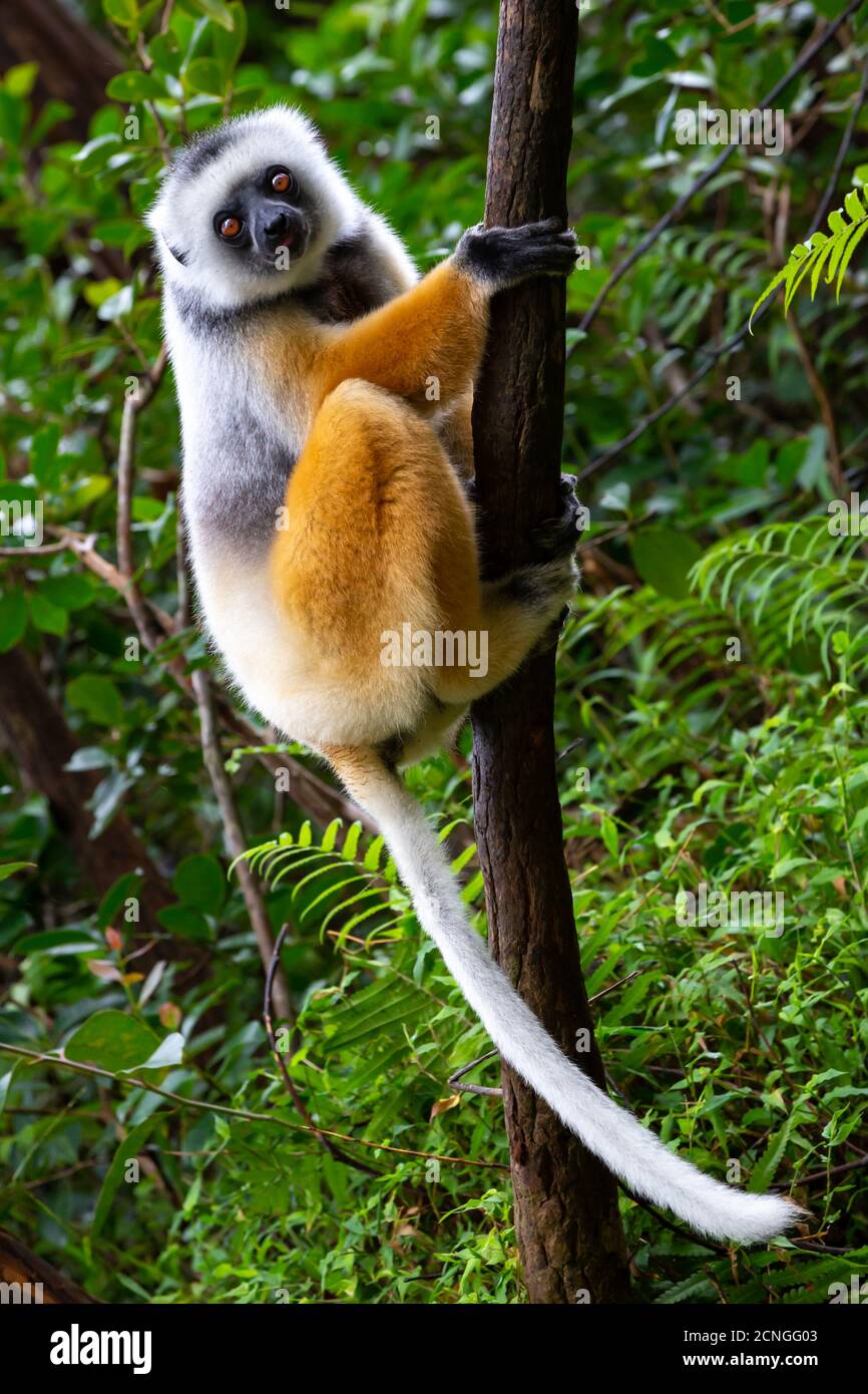 Diademed Sifaka