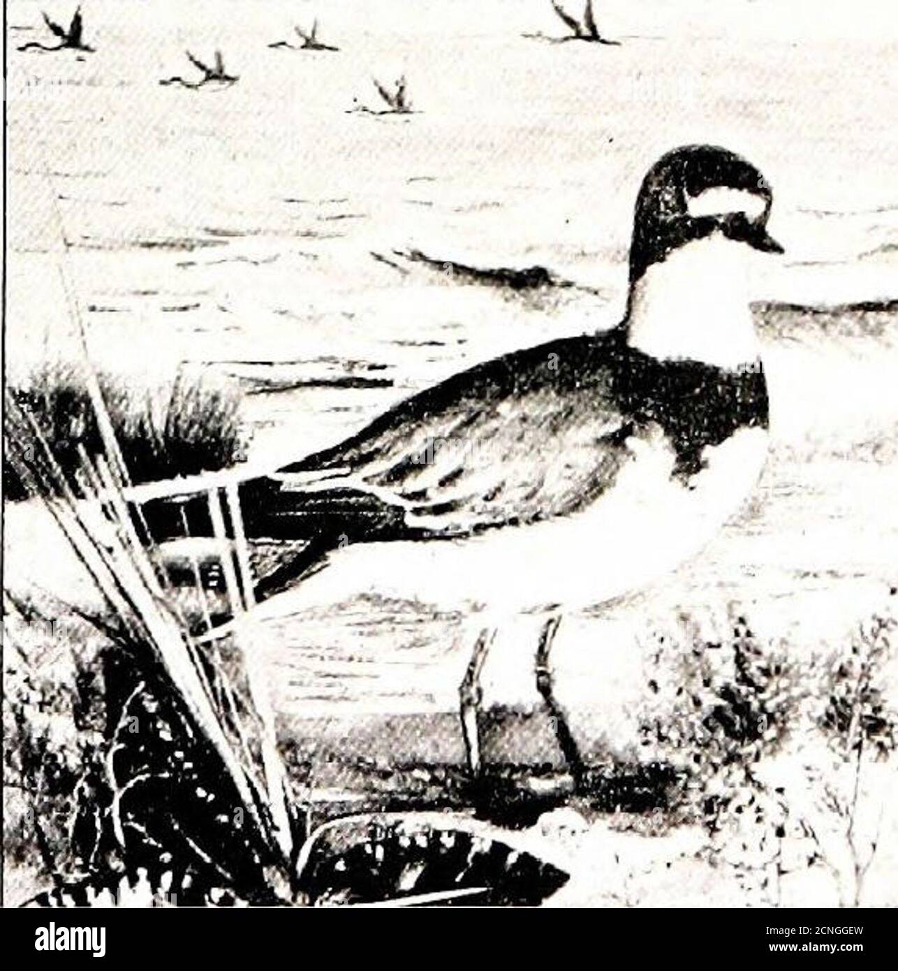 . The bird book, illustrating in natural colors more than seven hundred ...