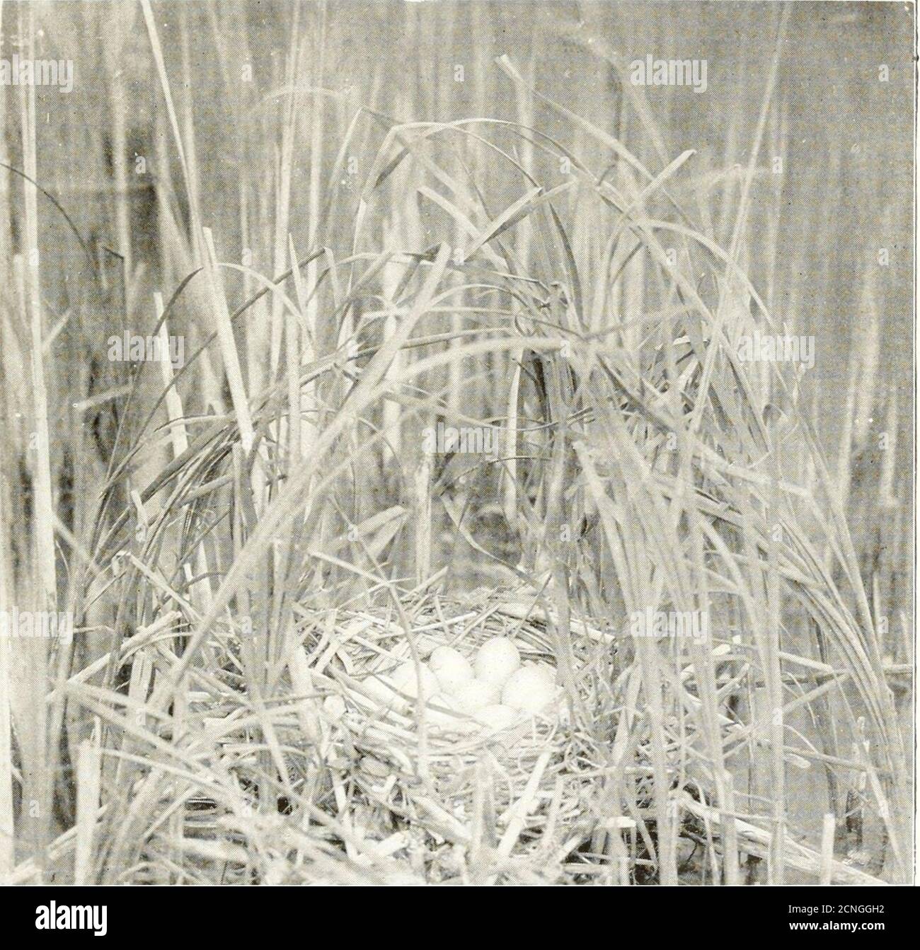 Teesdale birds hi-res stock photography and images - Alamy