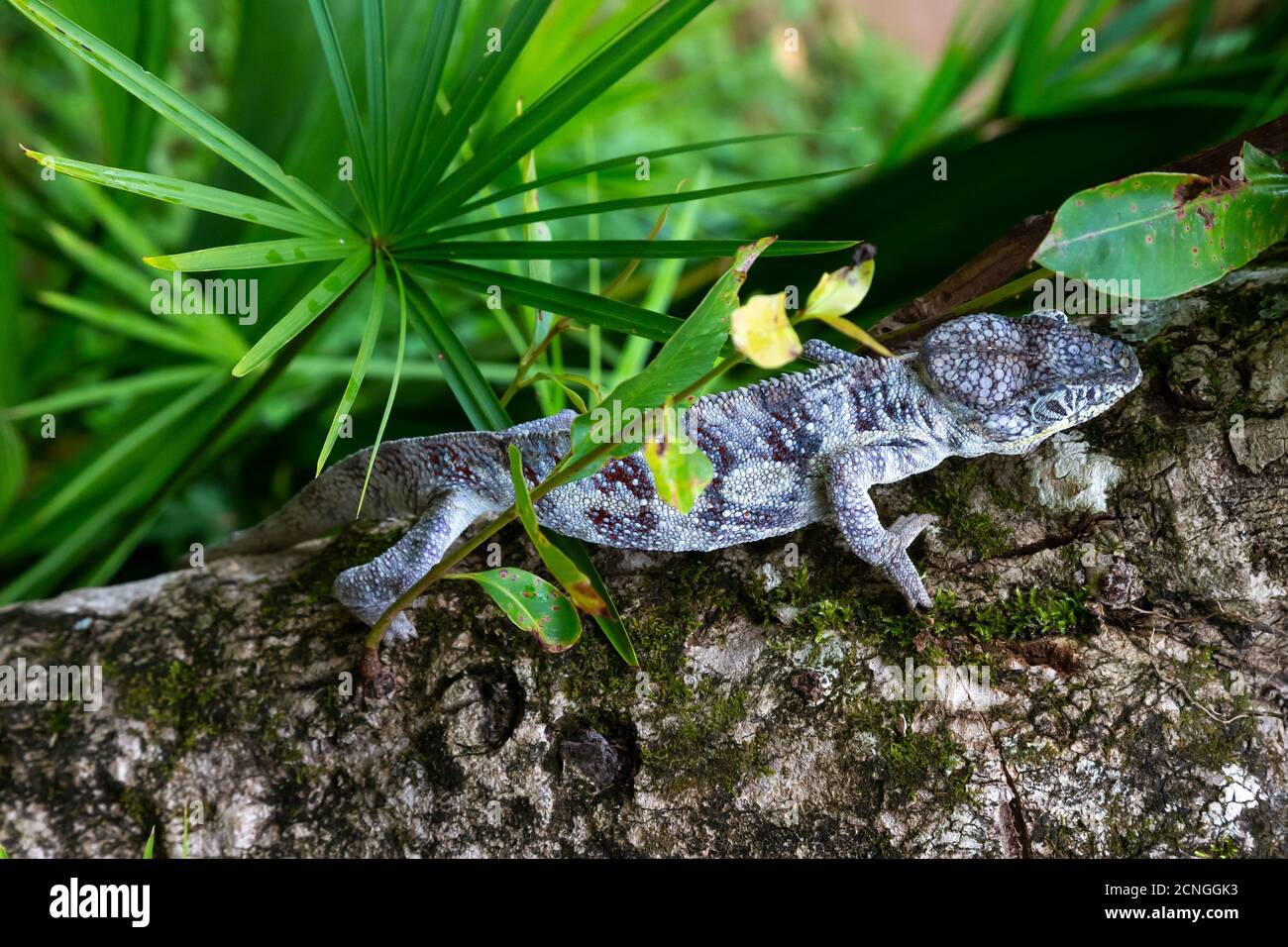 African chameleon or sahel chameleon hi-res stock photography and ...
