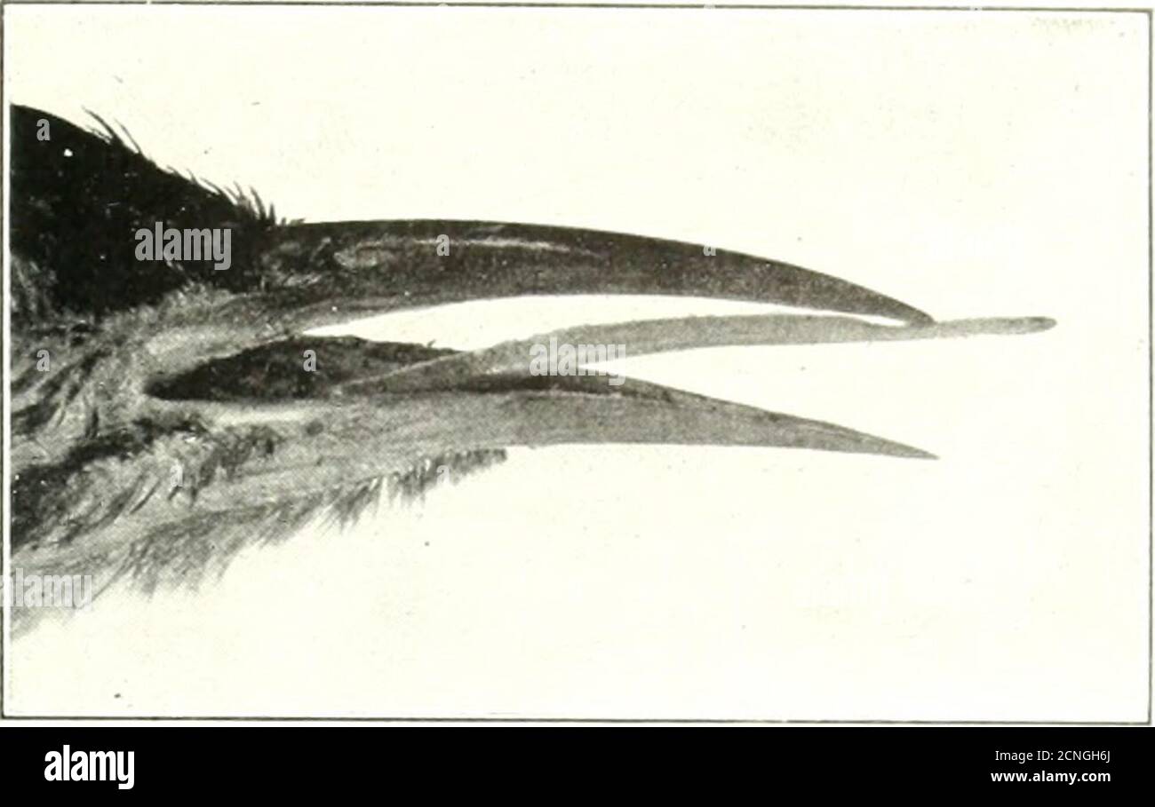 . The bird, its form and function . Fios. Oo and 94.—Top and side views ...