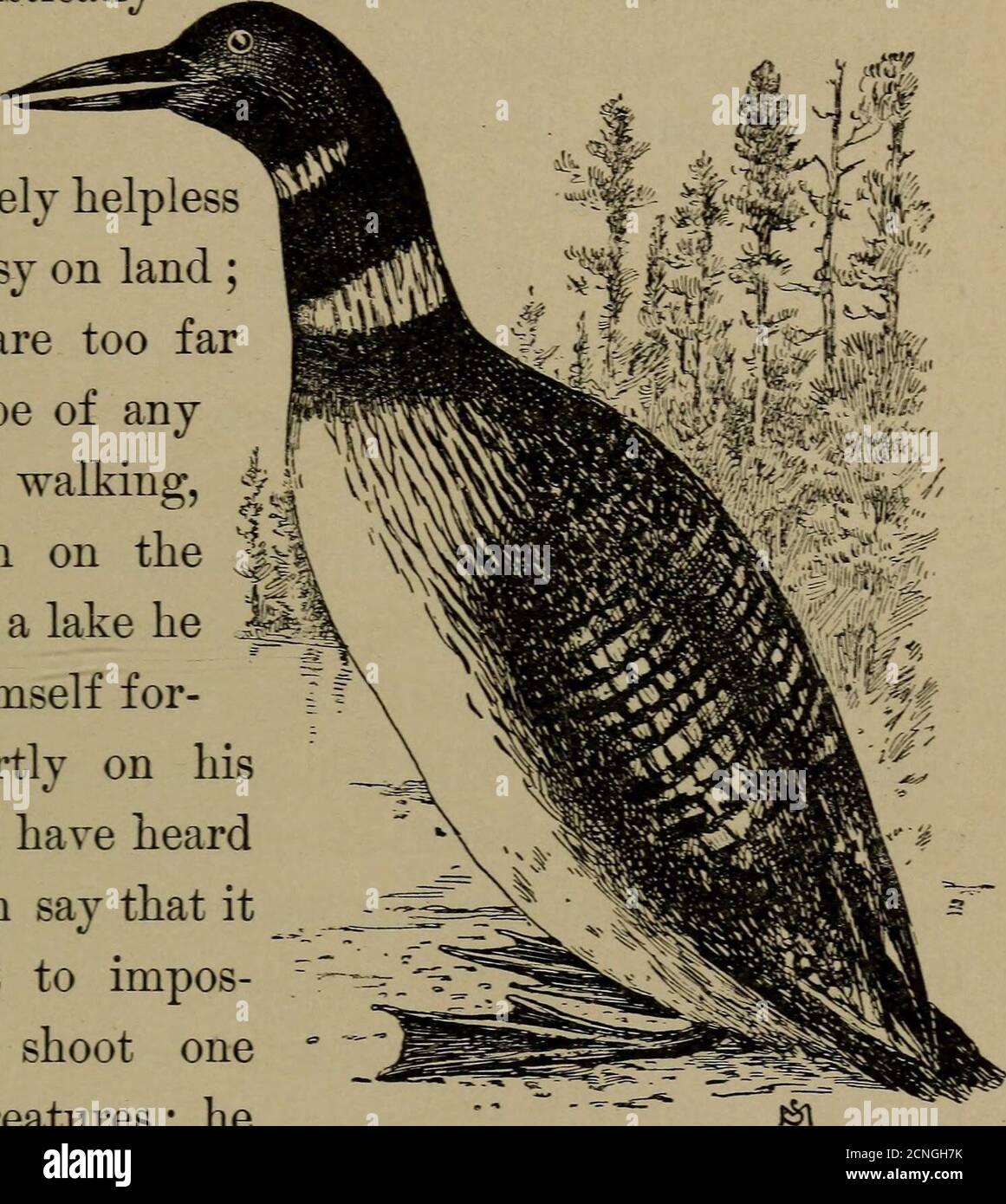 Speckled salamanders hi-res stock photography and images - Alamy