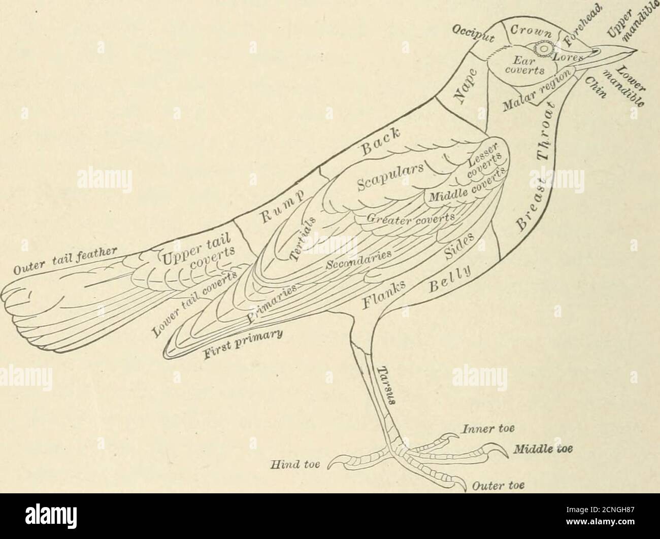 . Handbook of birds of the western United States, including the great ...