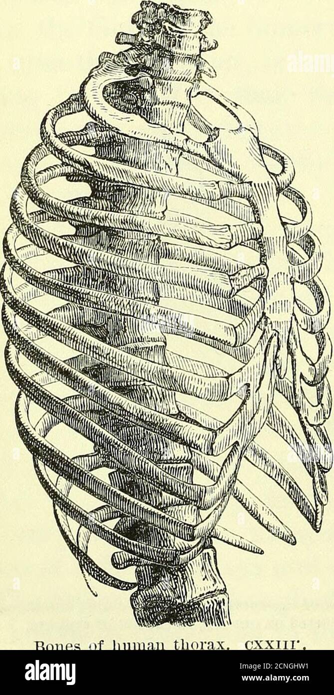 . On the anatomy of vertebrates [electronic resource] . hyses are ...