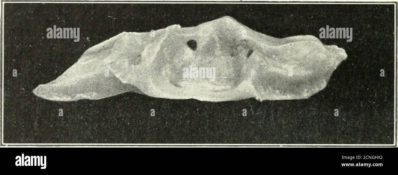 Fossil birds egg hi-res stock photography and images - Alamy