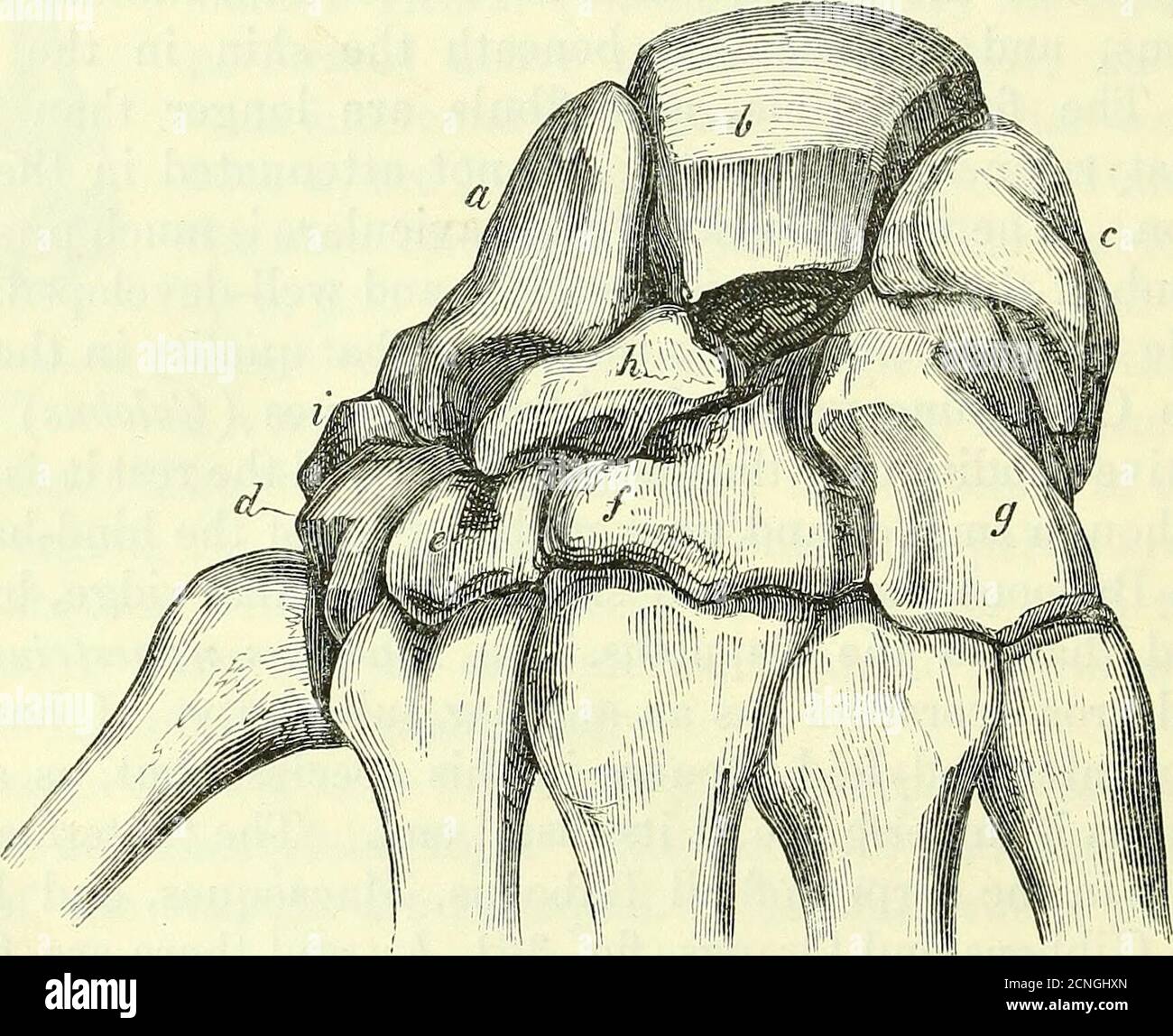 . On the anatomy of vertebrates [electronic resource] . dorsalvertebrae ...