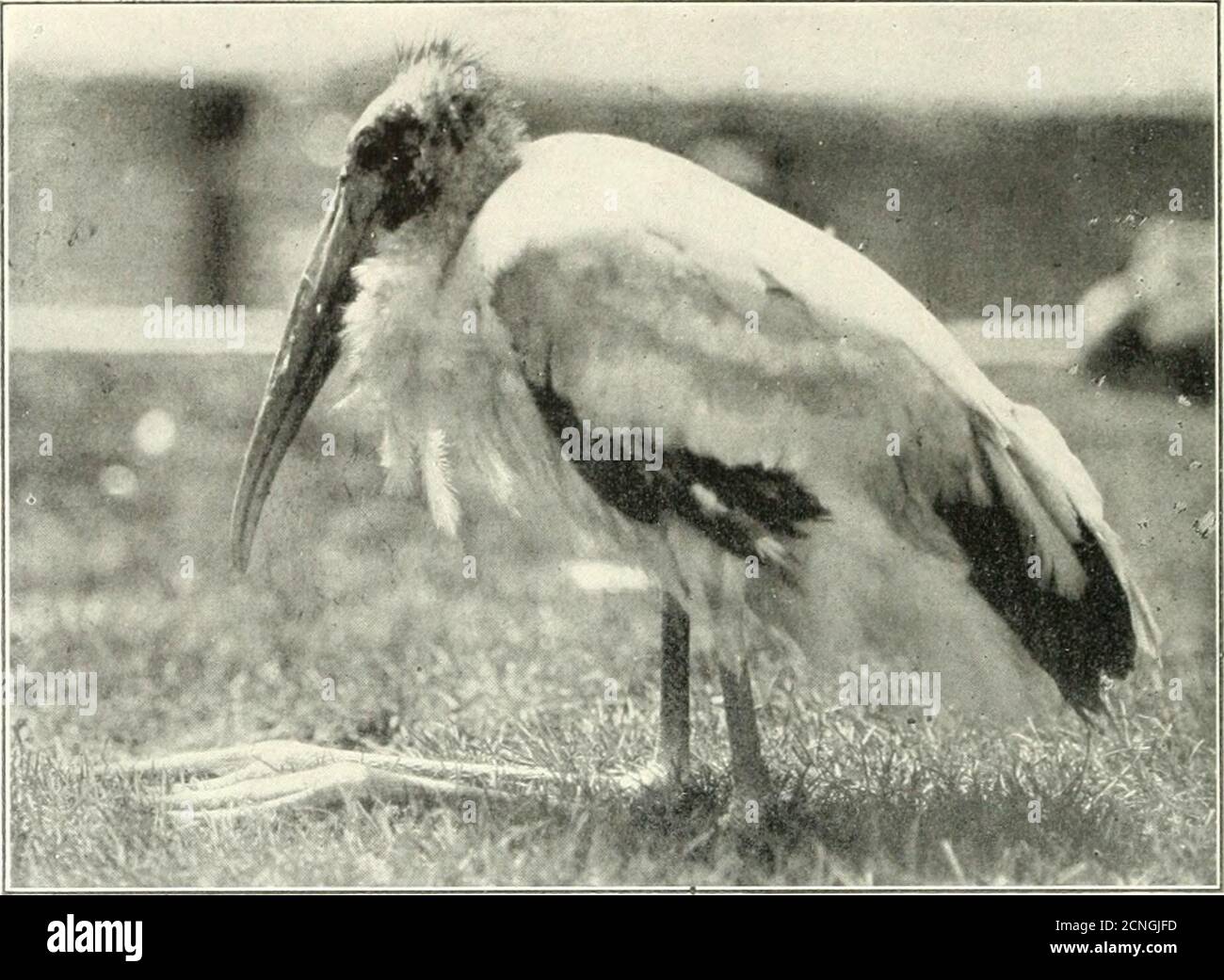 . The bird, its form and function . Fig. 77.—Jaguar, .showing ...