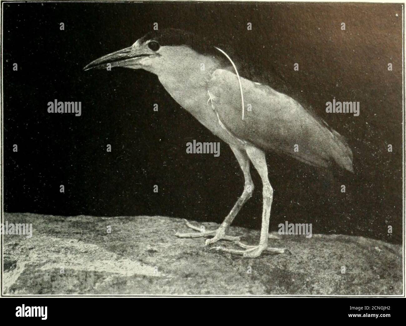 . The bird, its form and function . Fig. 75.—^Living Ostrich, showing ...