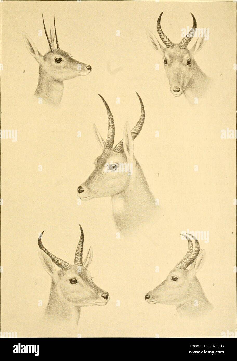 . The game animals of Africa . The latter droop the tail and run fijnig ...