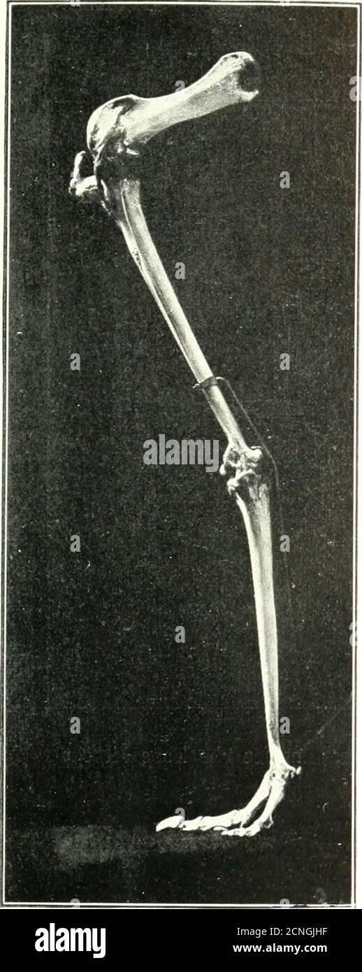 . The bird, its form and function . knees of a birdare usually ...