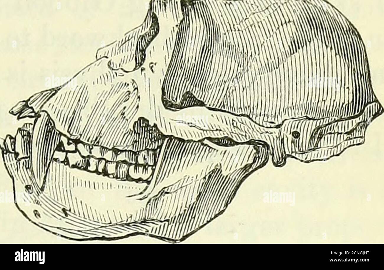 . On the anatomy of vertebrates [electronic resource] . he posterior ...