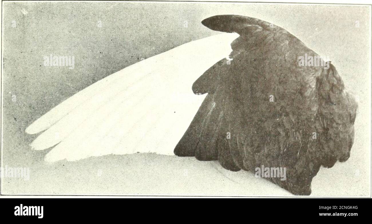 Two stiff wings hi-res stock photography and images - Alamy