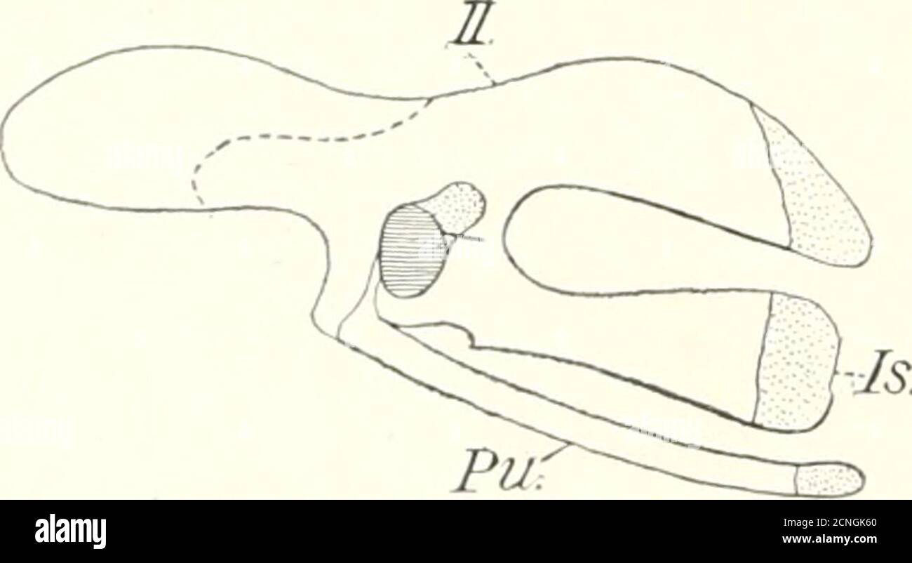 . The bird, its form and function . Fig. 64.—Pelvic arch of an embryo ...