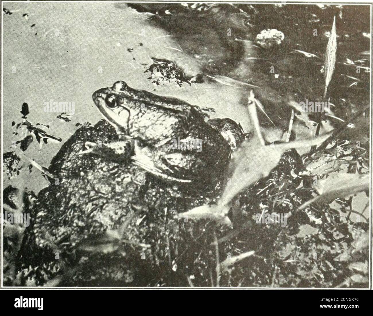 Pelvic wing hi-res stock photography and images - Alamy