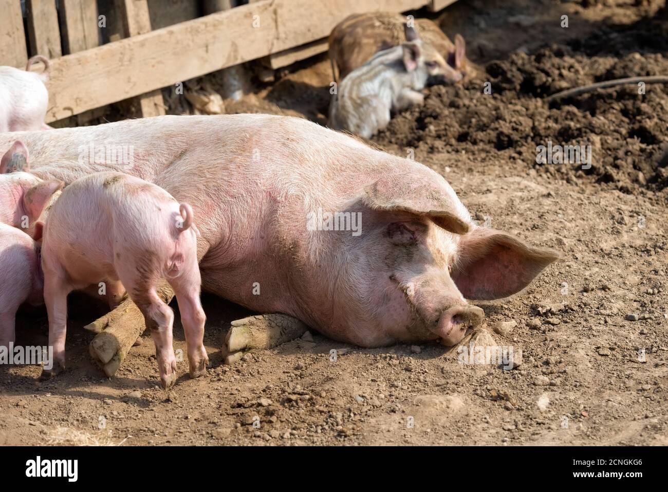 Pig mother with her little piglets in the pen at the farm Stock Photo ...