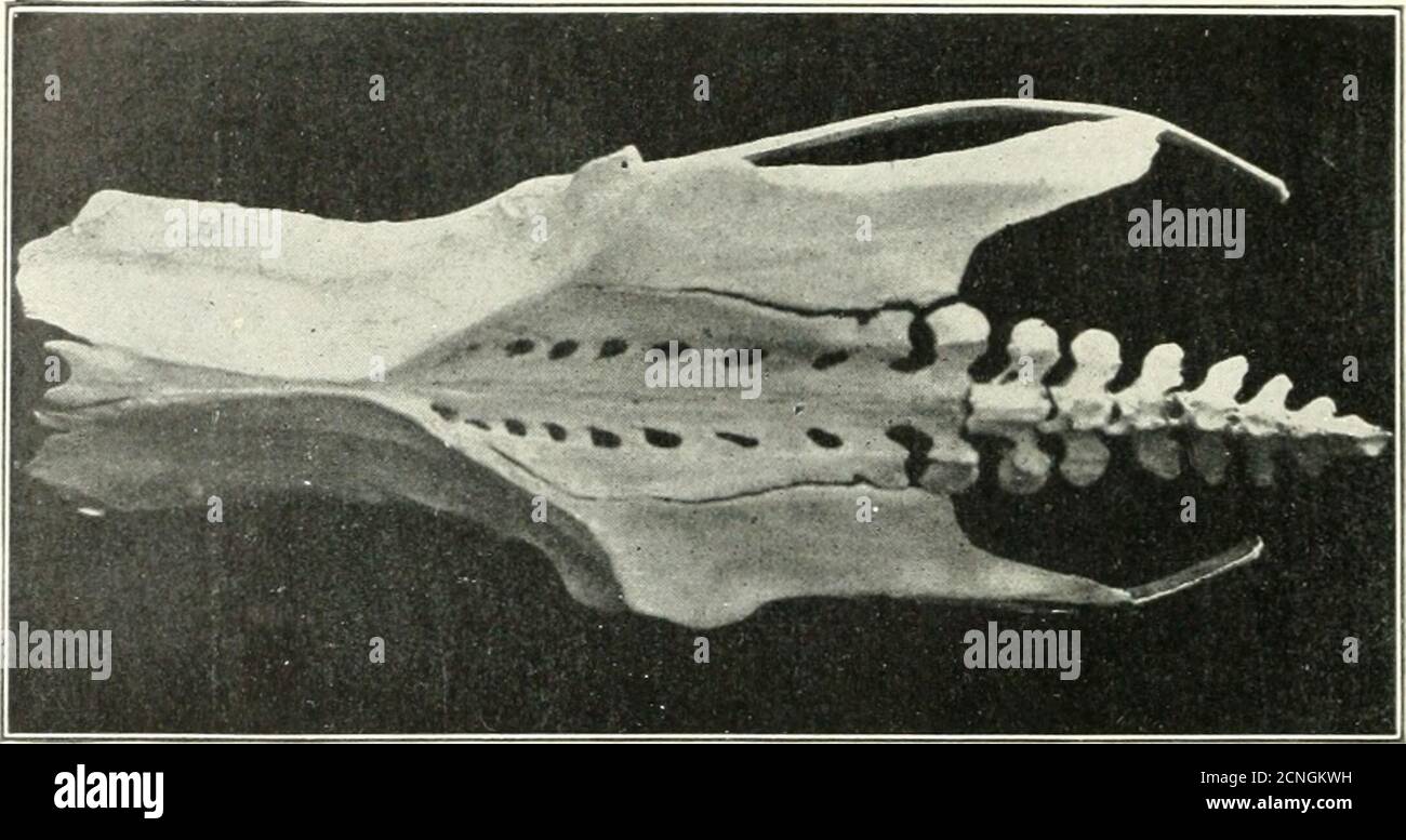 . The bird, its form and function . Fig. 53.—Pelvic vertebne of young ...