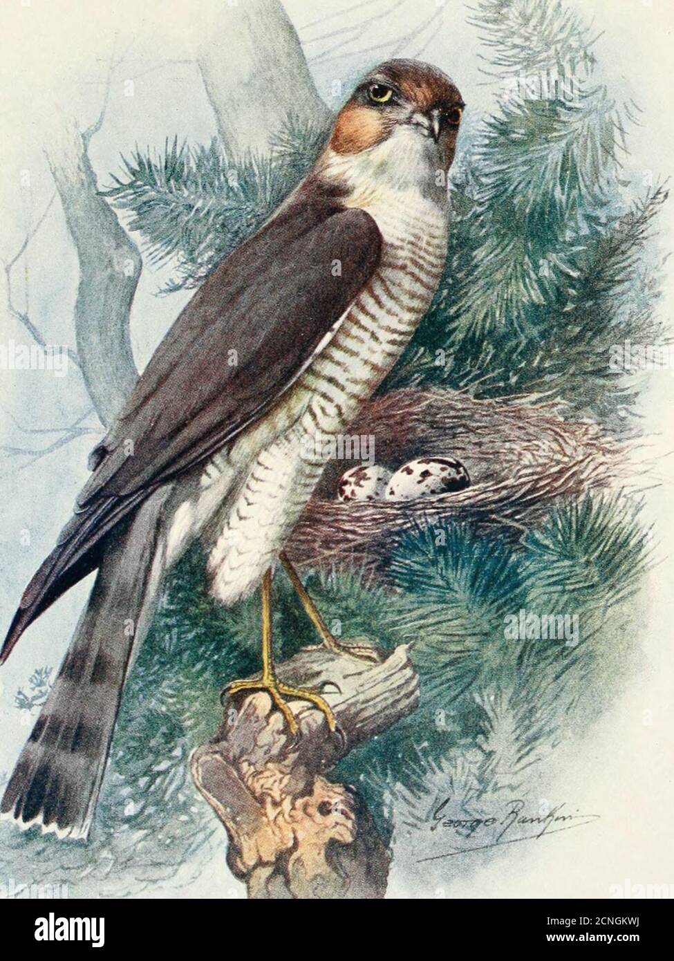 Birds Of Prey With Names