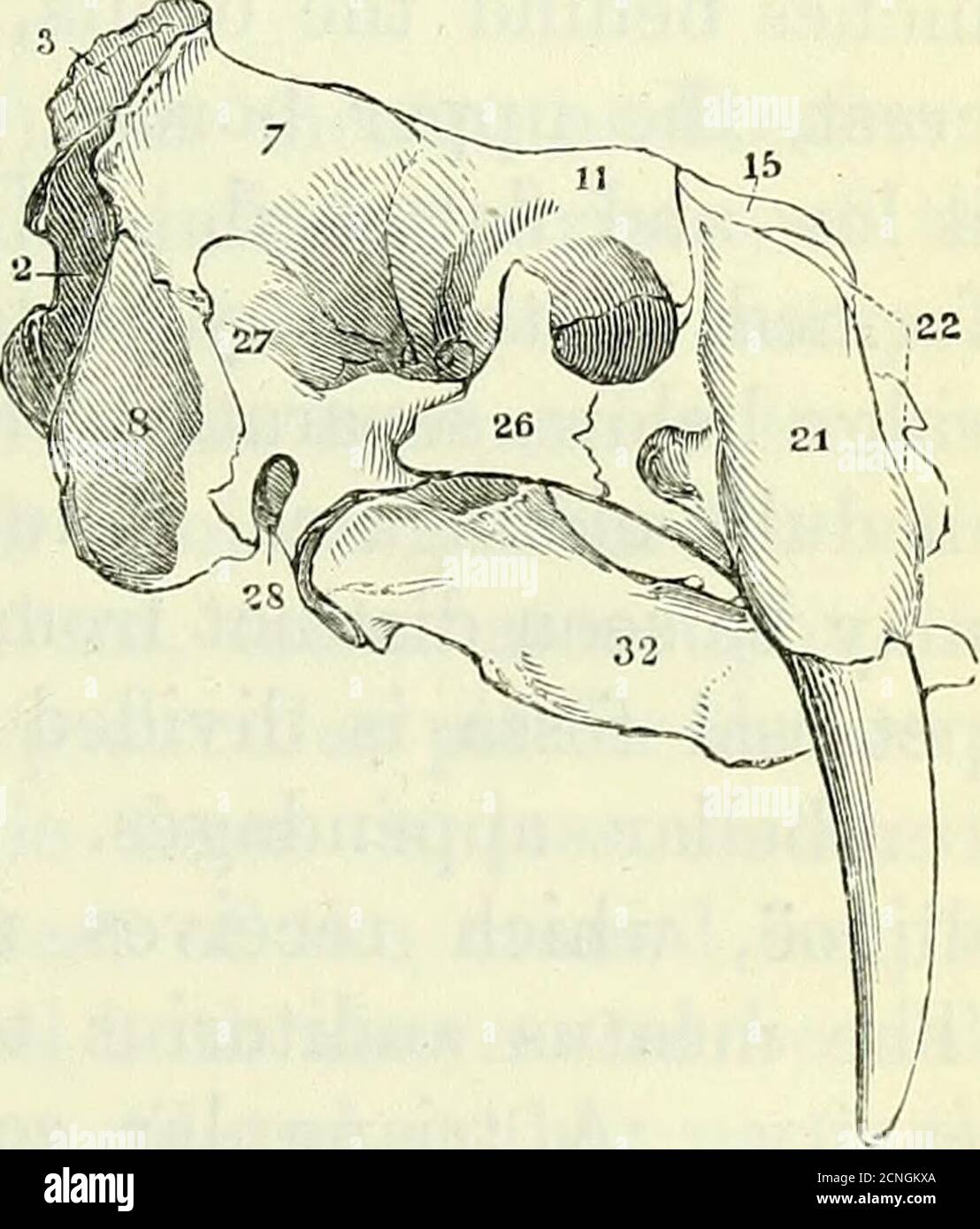 Trueseals hi-res stock photography and images - Alamy