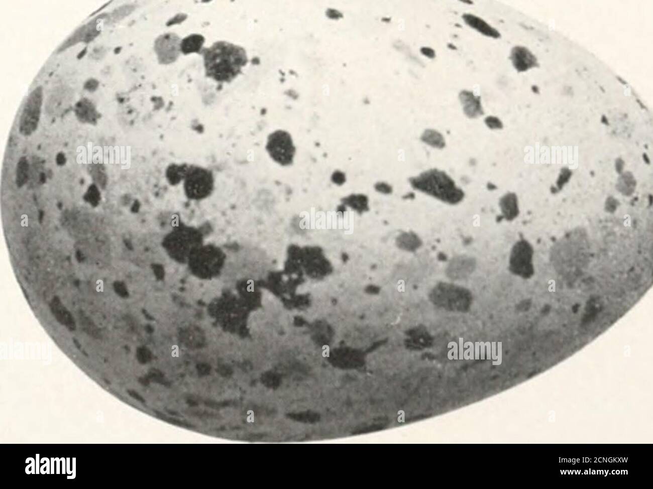 Murre eggs hi-res stock photography and images - Alamy