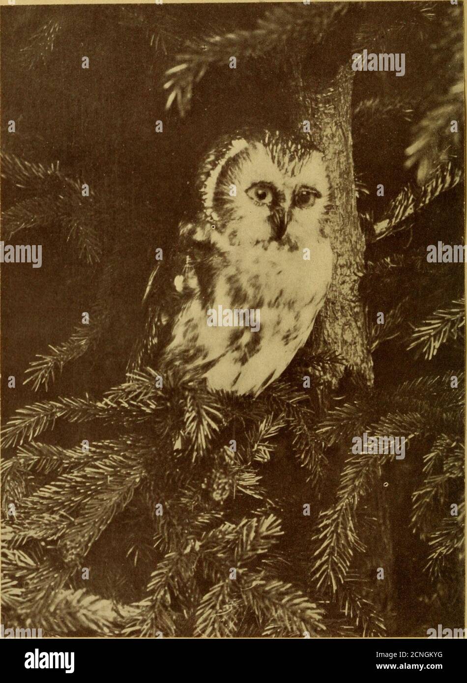. Bird legend and life . Photograph by A. Hyatt VerrUI ACADIAN OWL From ...