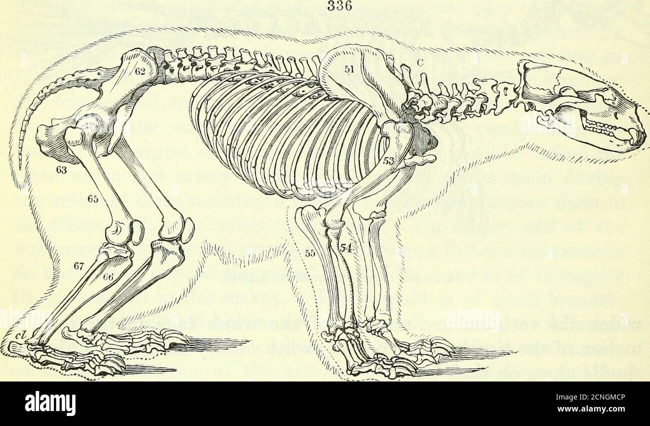 . On the anatomy of vertebrates [electronic resource] . of the ...