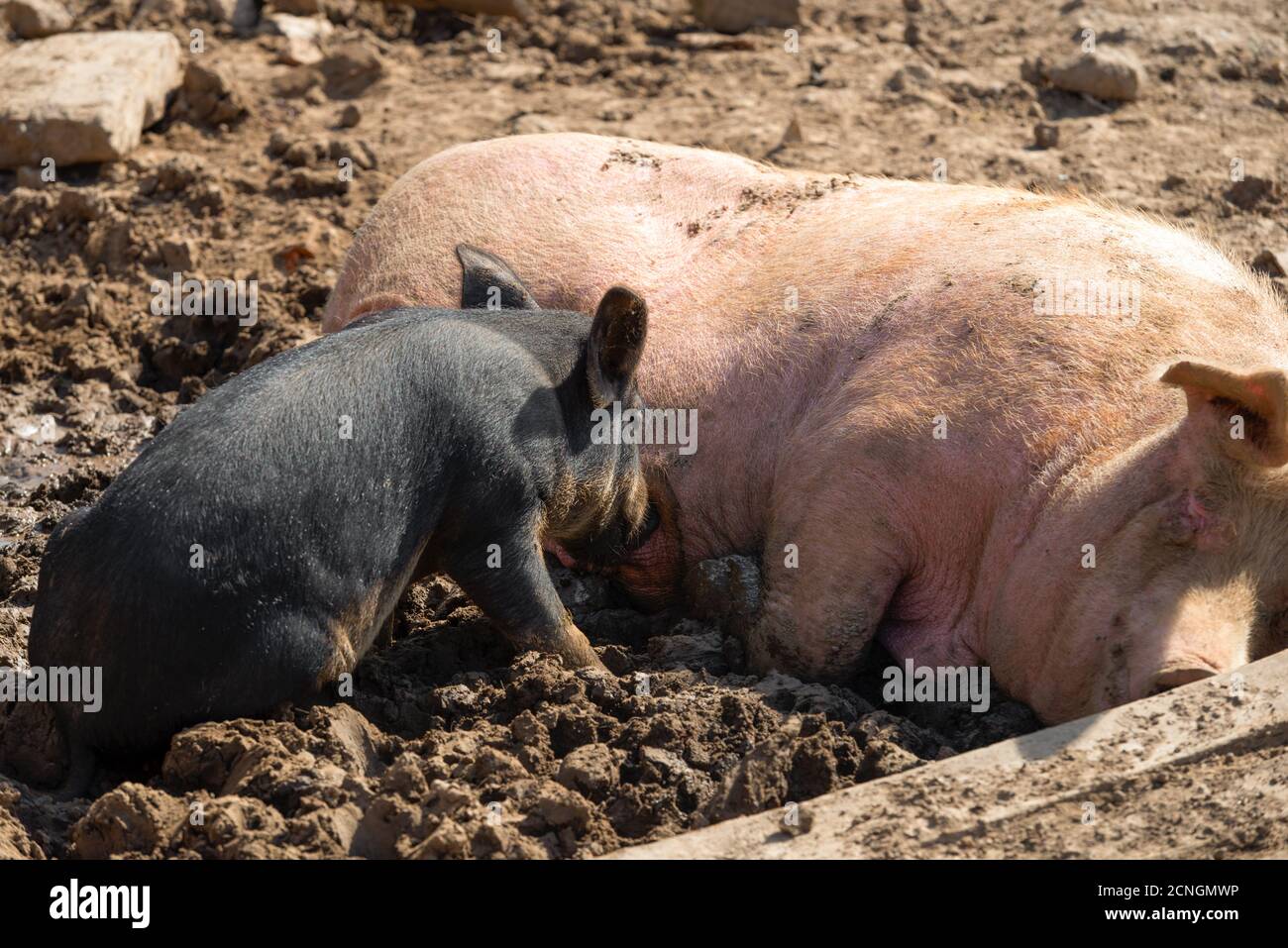Pen of fat cattle hi-res stock photography and images - Alamy