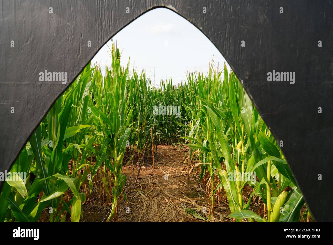 View of ears of corn in a corn field Stock Photo - Alamy
