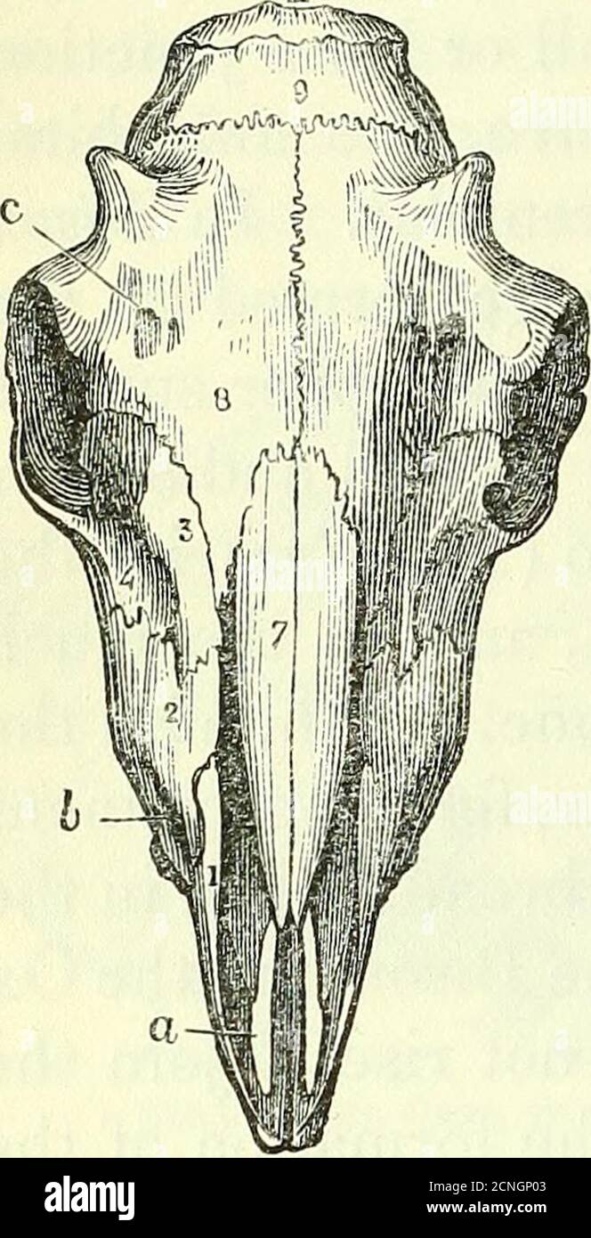 Vertex (anatomy) hi-res stock photography and images - Alamy