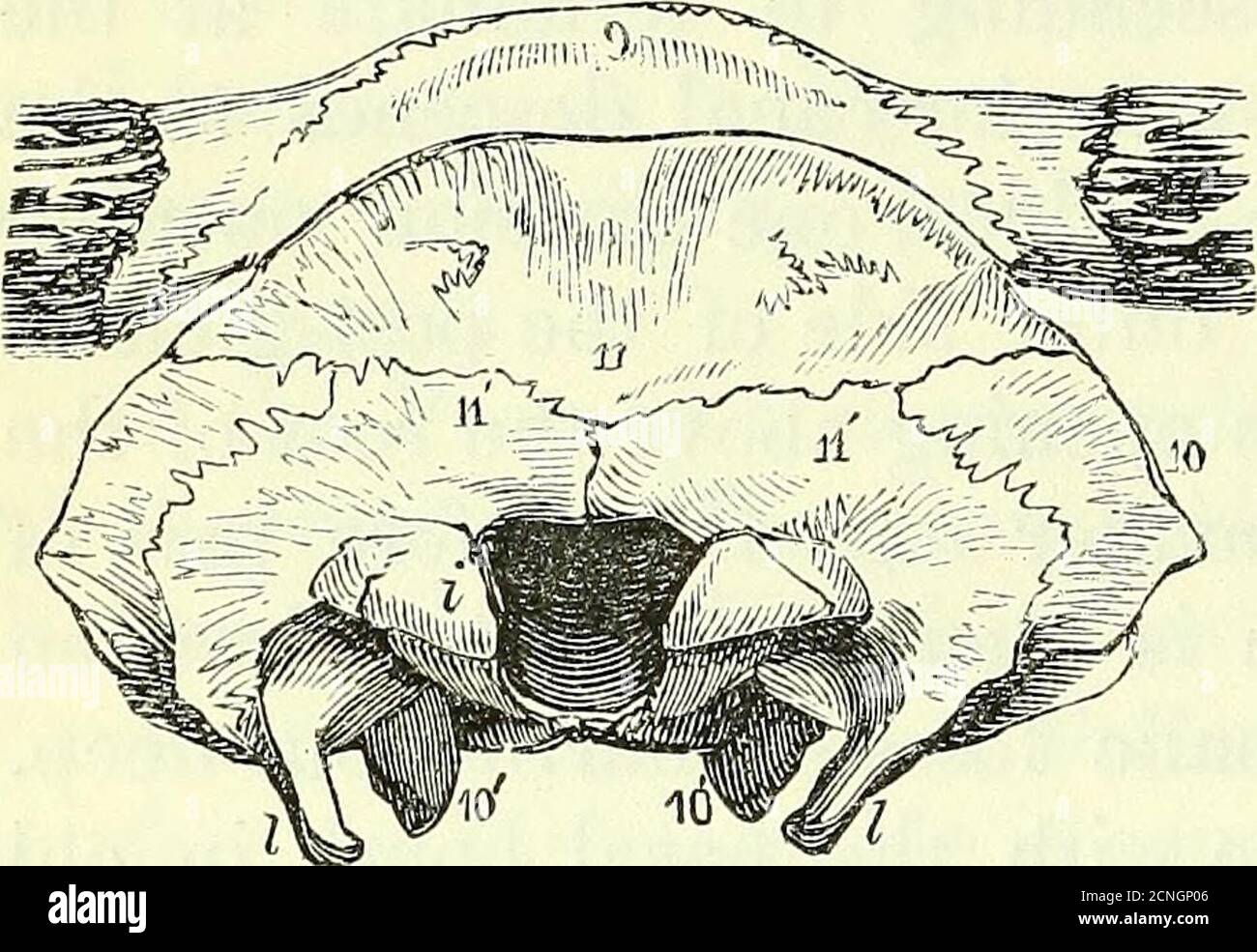 . On the anatomy of vertebrates [electronic resource] . Skull of the Ox ...