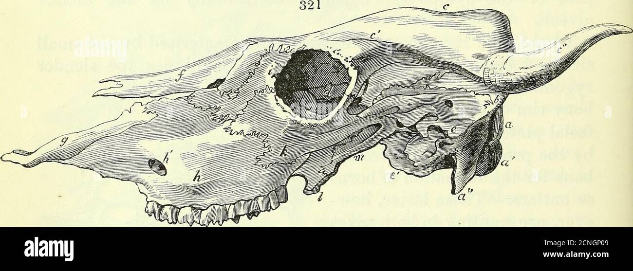 . On the anatomy of vertebrates [electronic resource] . r of the orbit ...