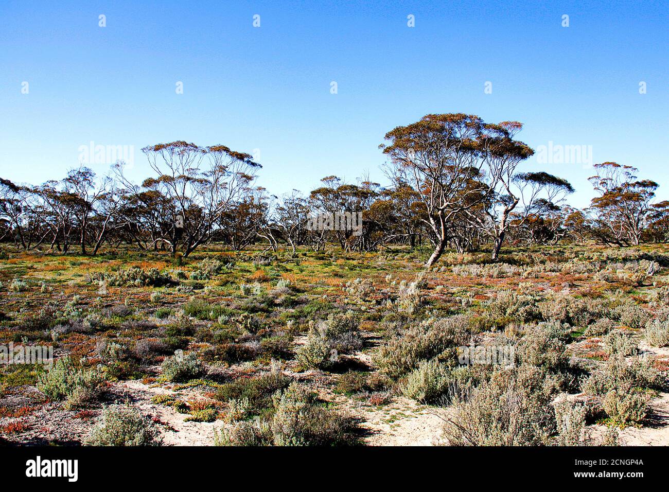Australian outback scrub desert australia hi-res stock photography and ...