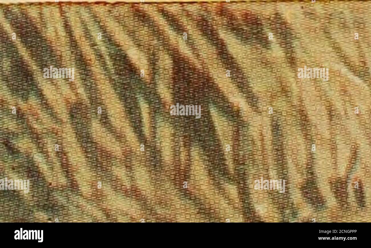 Redpoll nest hi-res stock photography and images - Alamy